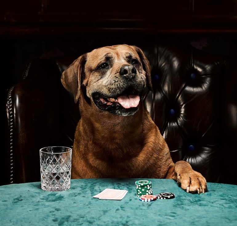 Dogs Playing Poker: 24 Fun Facts About Card-Playing Canines